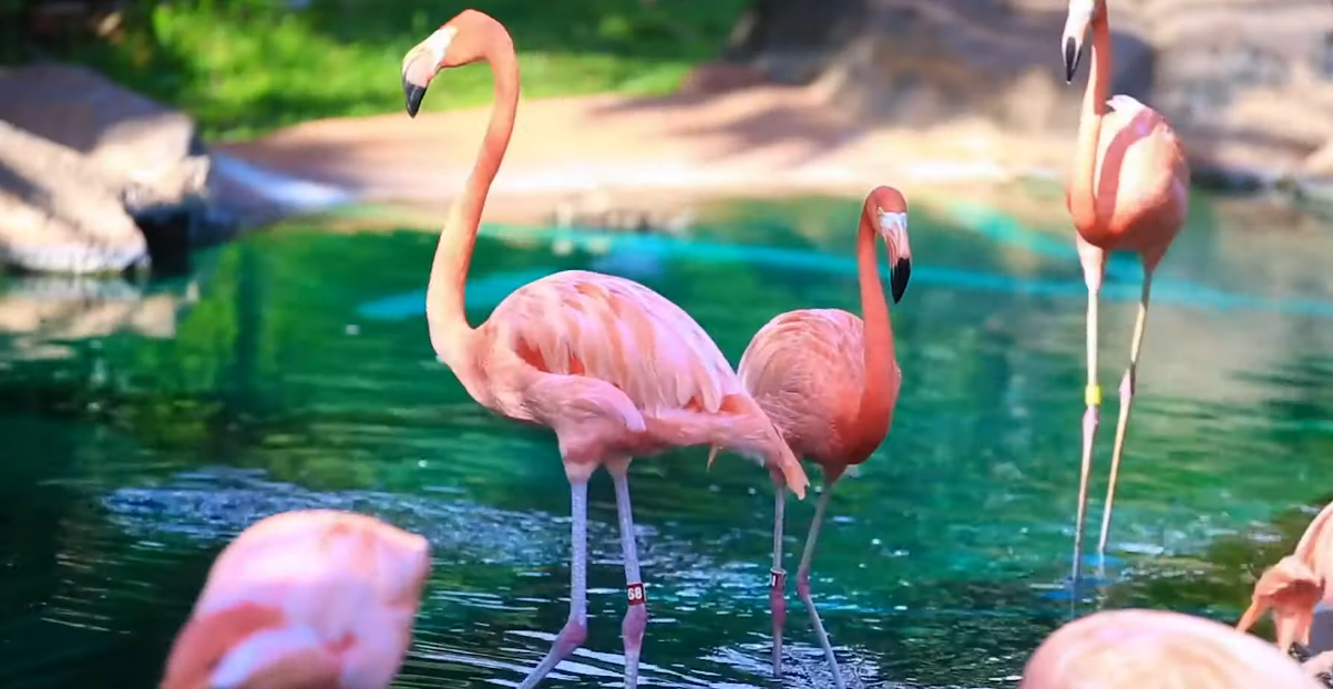 Why Flamingos Stand on One Leg: The Physics Explained - Kbsd6